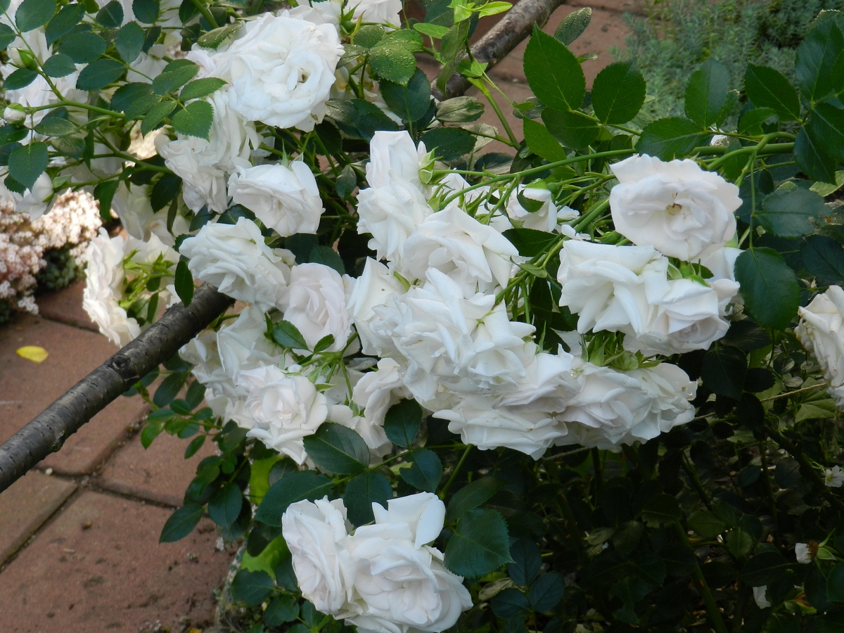 Корнесобственные розы в горшках после зимовки