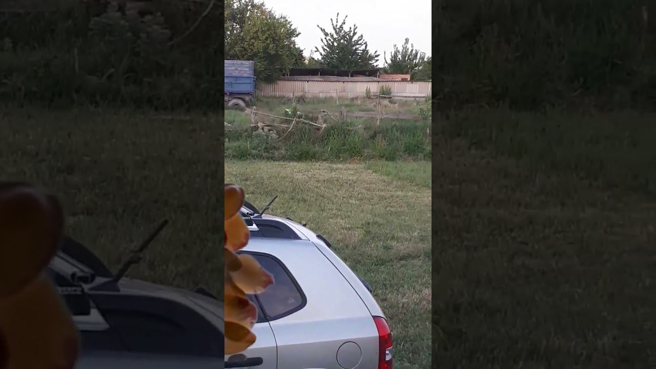 газон перед домом. 11 мая 2024 г.