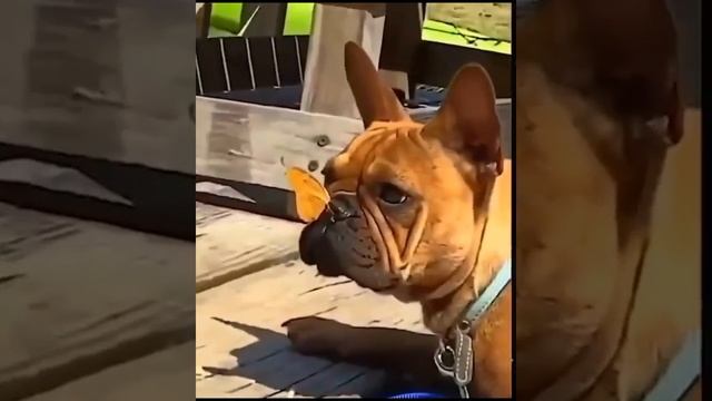 Бабочка села на нос