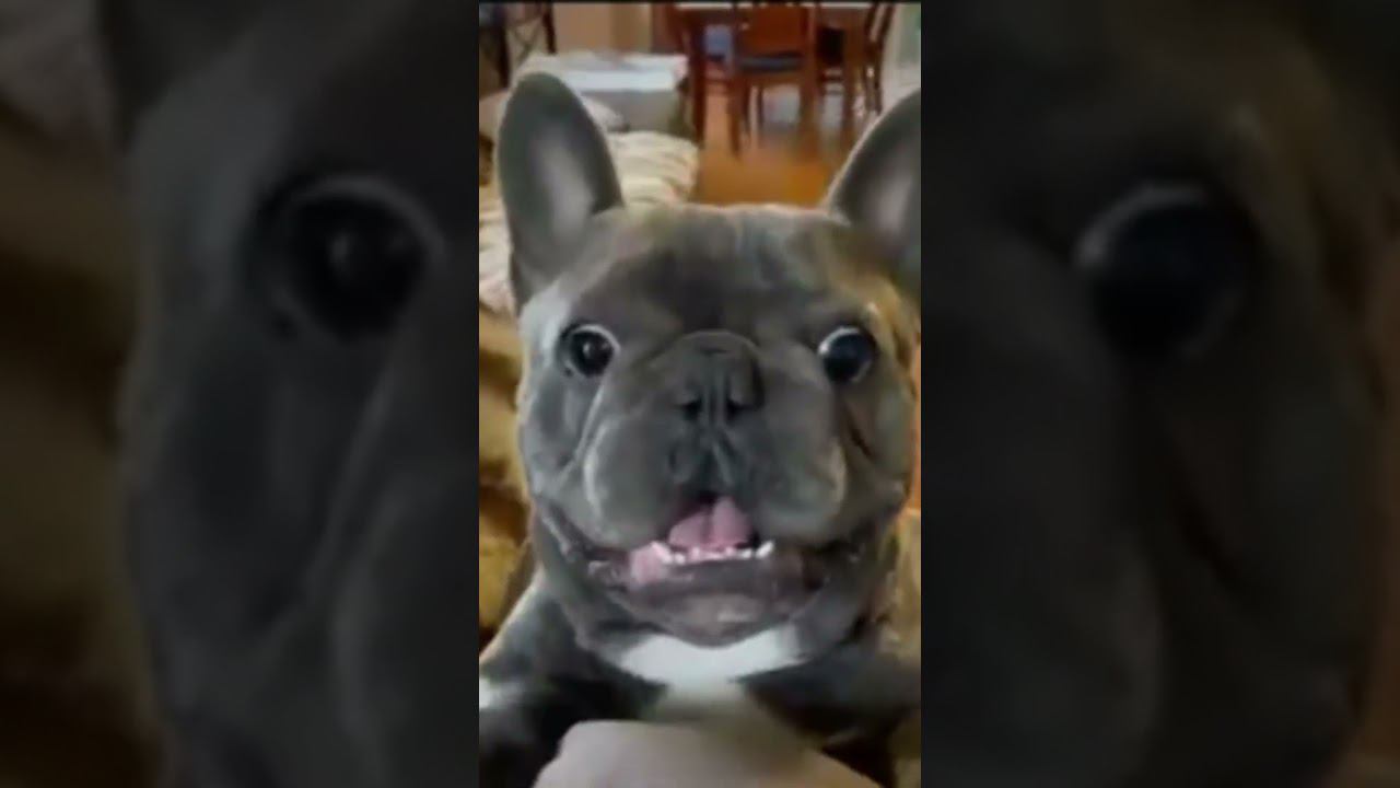 Смешные животные/ Наступила весна... #shorts #животные #кошки #собаки  #животные