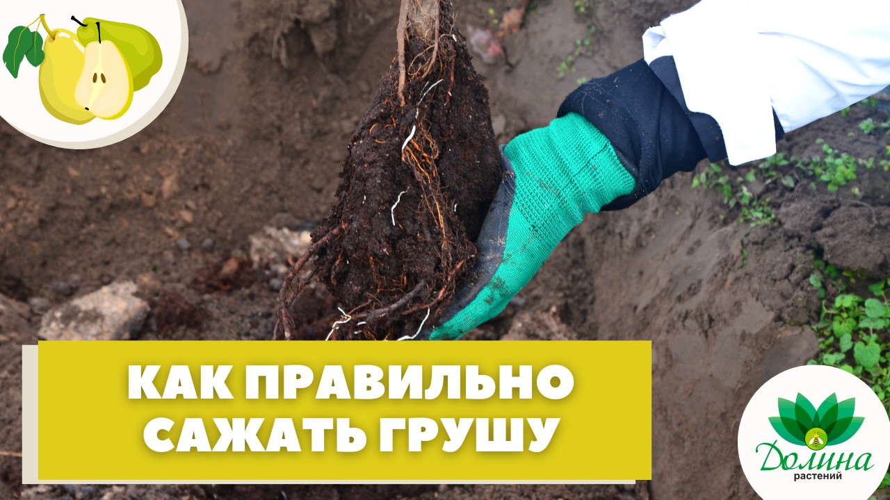 ?Как правильно посадить и обрезать грушу - показываем!?