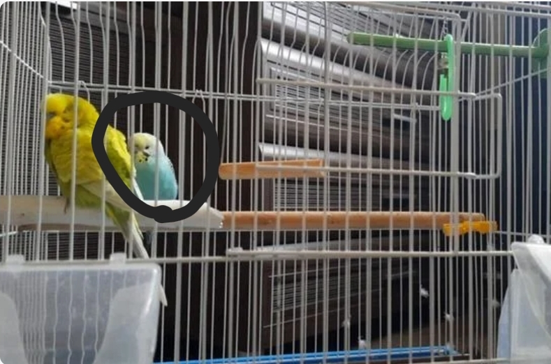 История как появилась Соня