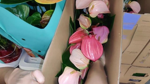 Цветы Вместе - Приемка растений из Голландии 03.05.2021 Антуриум, Замиокулькас, Спатифиллум, Калатея