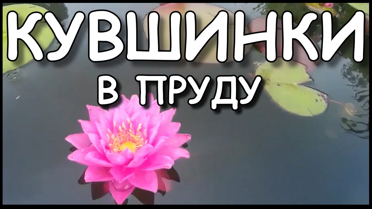 Кувшинки. Оформление пруда на даче.