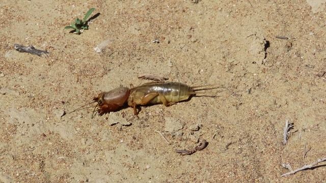 полуостров Бузачи