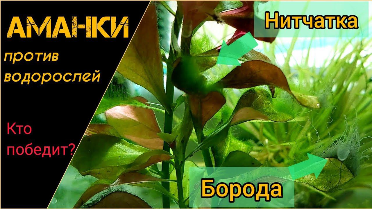 Шок! Смотри скорее, что произошло