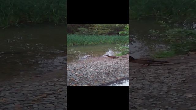 Бесстрашная уточка