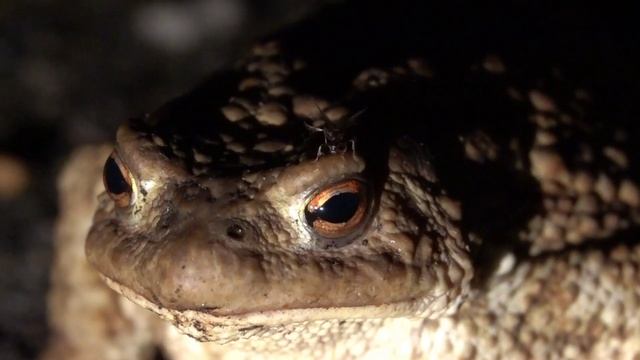 СЕРАЯ ЖАБА И ЛЕТУЧИЙ МУРАВЕЙ