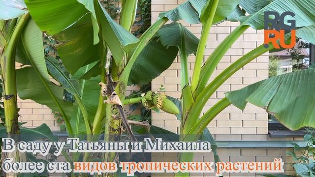 Наши бананы поспели от редакции Российской Газеты