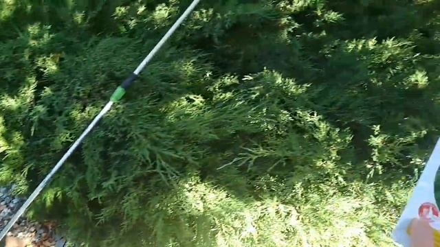 Желтеет и сохнет хвоя