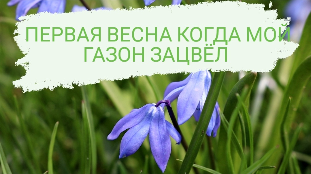 ПЕРВАЯ ВЕСНА КОГДА МОЙ ГАЗОН ЗАЦВЁЛ ?
