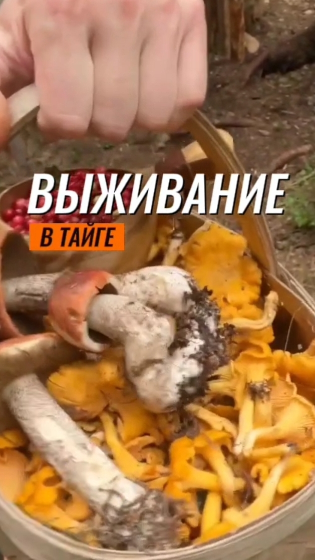 Нашел лесные дары 🙂 #выживание #лес #жаждаприключений #внесети #лисички #рыбалка #shorts #ягоды