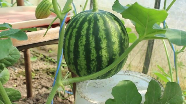 Арбузы и дыни в теплице. Часть 5. (25.06.21)