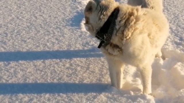 Уроки послушания для алабаев в лесу.            Усадьба Кархула племпитомник САО.