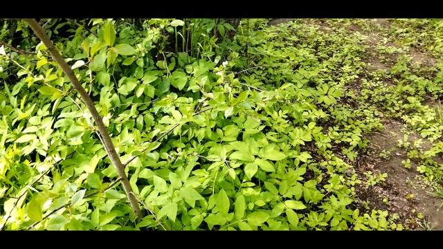 Трава и слива. Им хорошо.