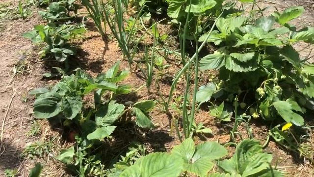 КЛУБНИКА. Первый урожай. НАТУХАЕВСКАЯ. #переезднаюг#станицанатухаевская.mp4