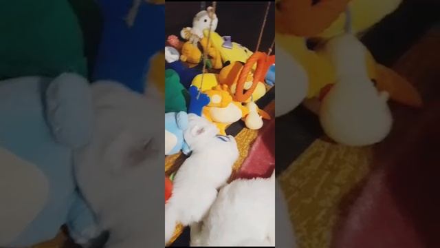 малыши подрастают, ждут своих мампап