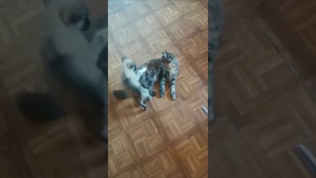 Смешные животные | Эх, Покусаю:))#shorts