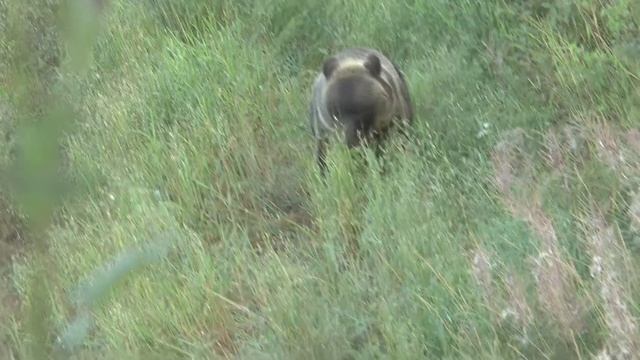 Медведь кормиться на полях. Часть № 6