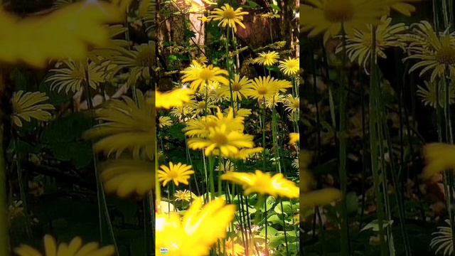 Ярких и солнечных дней!