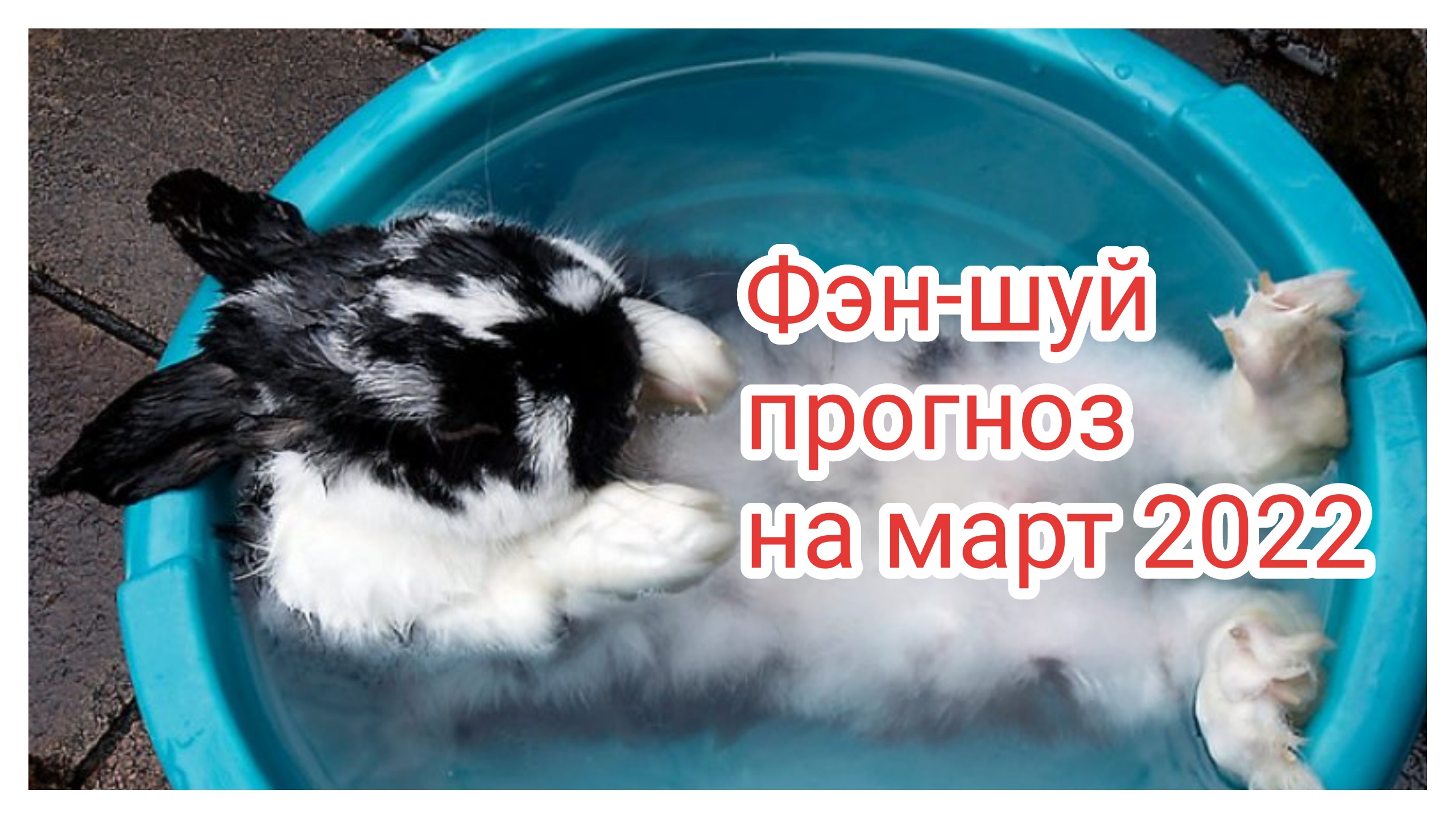 Фэн-шуй прогноз на март 2022 || Месяц водного Кролика#1