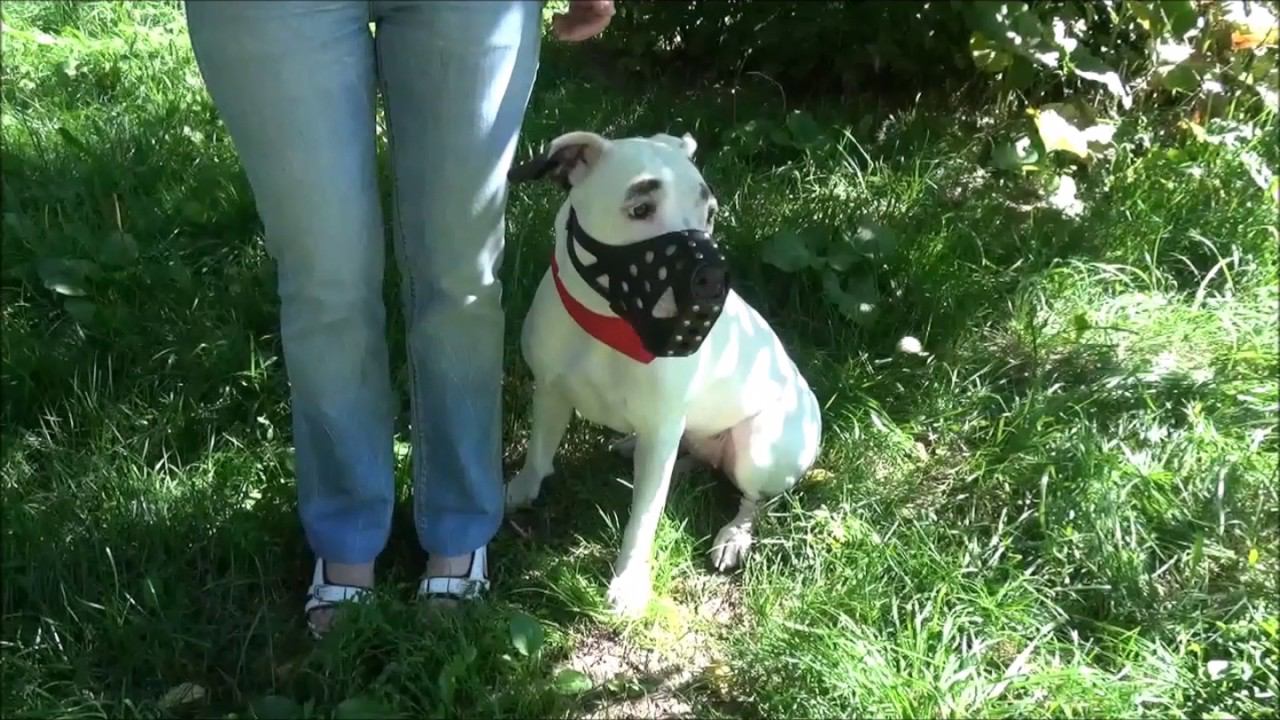 ЗООАГРЕССИЯ стаффордширский терьер. Кинлогический центр Барс. Дерессировка собак в Новосибирске.