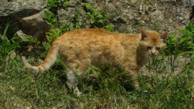персик проснулся