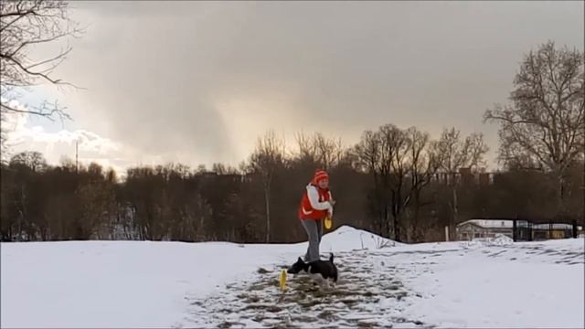 Бордер-чихуахуа Касся, 4 месяца - роллы ).mp4