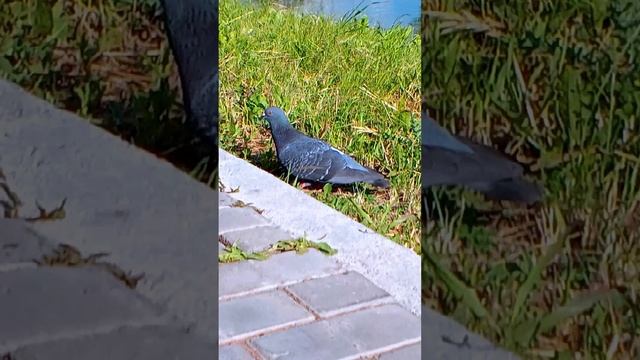 Прогулка на природе