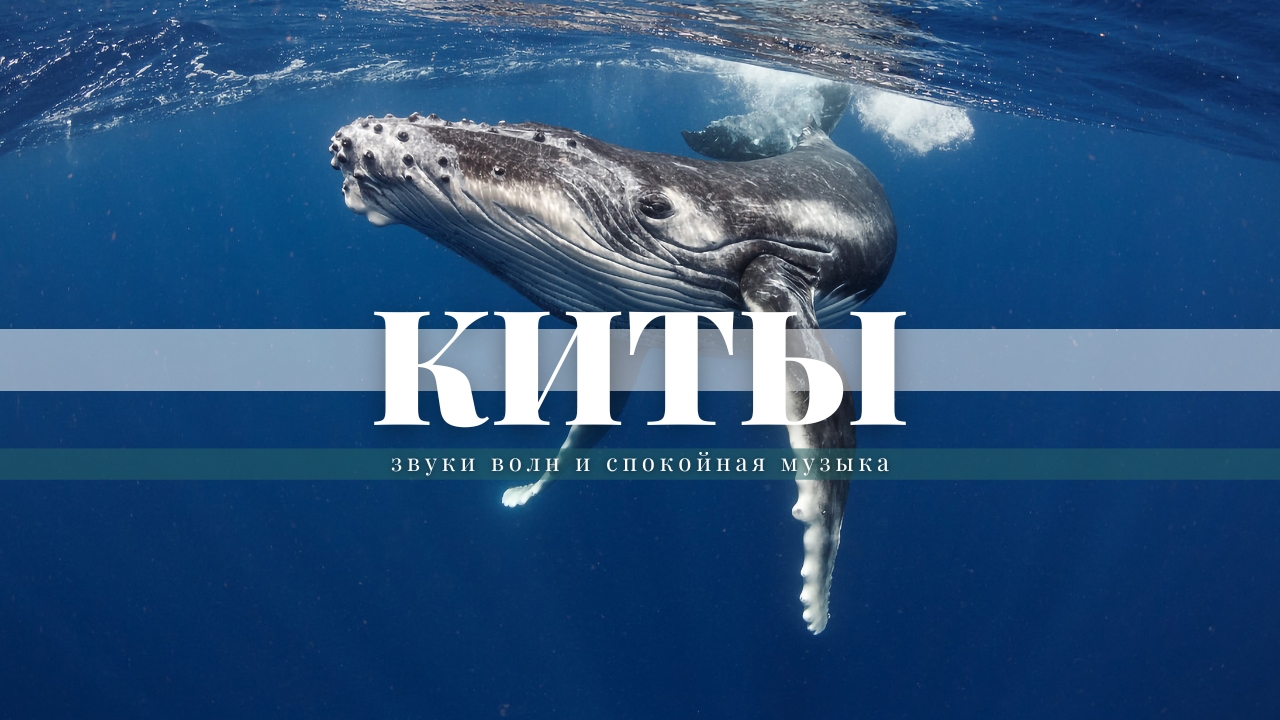 Величественный Гигант, Морской Житель Поражающих Размеров.