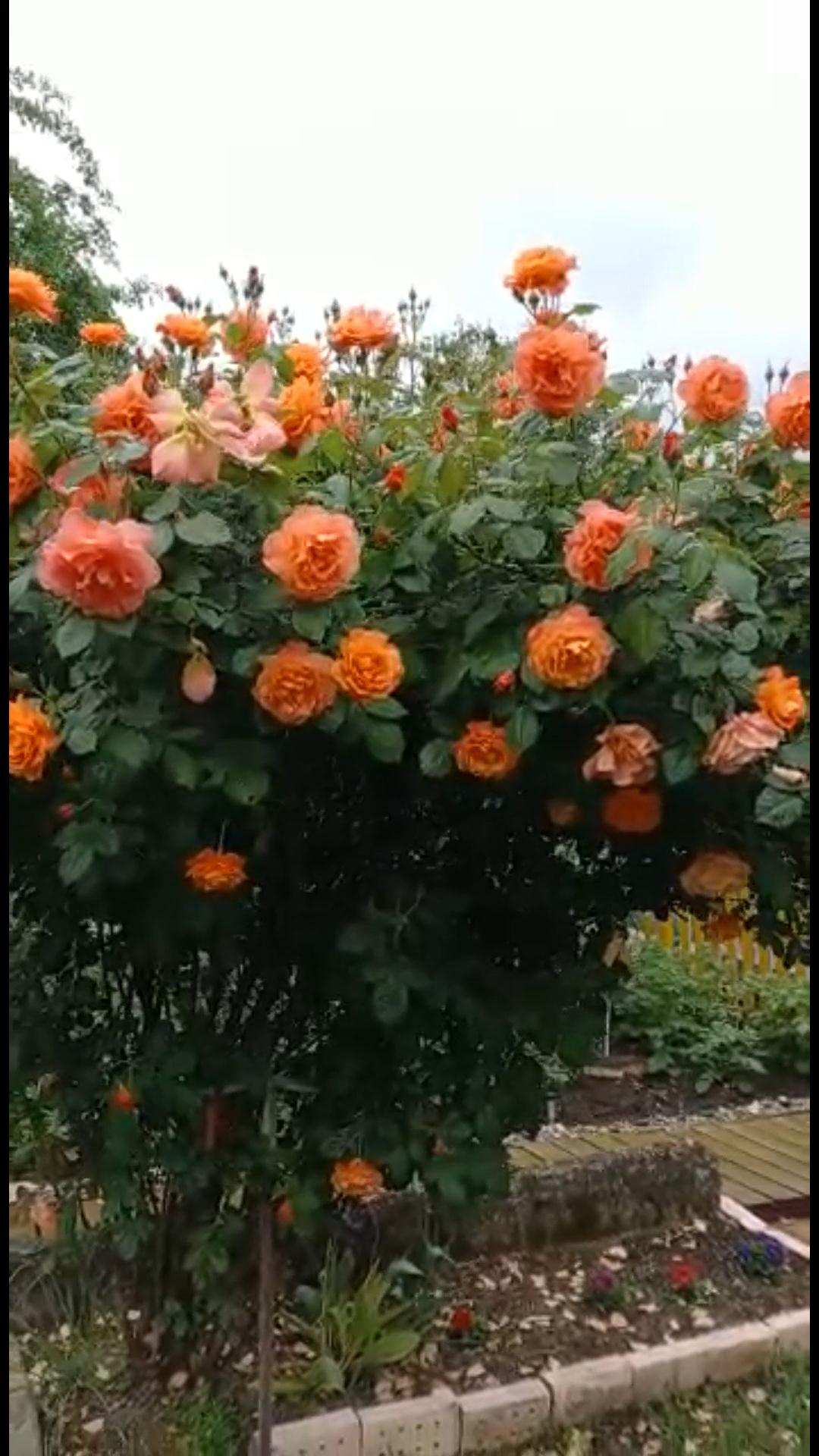 Куст  Флорибунды ОРАНЖ.