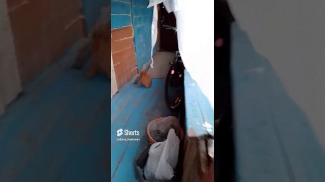 маленький котенок полез на столбик