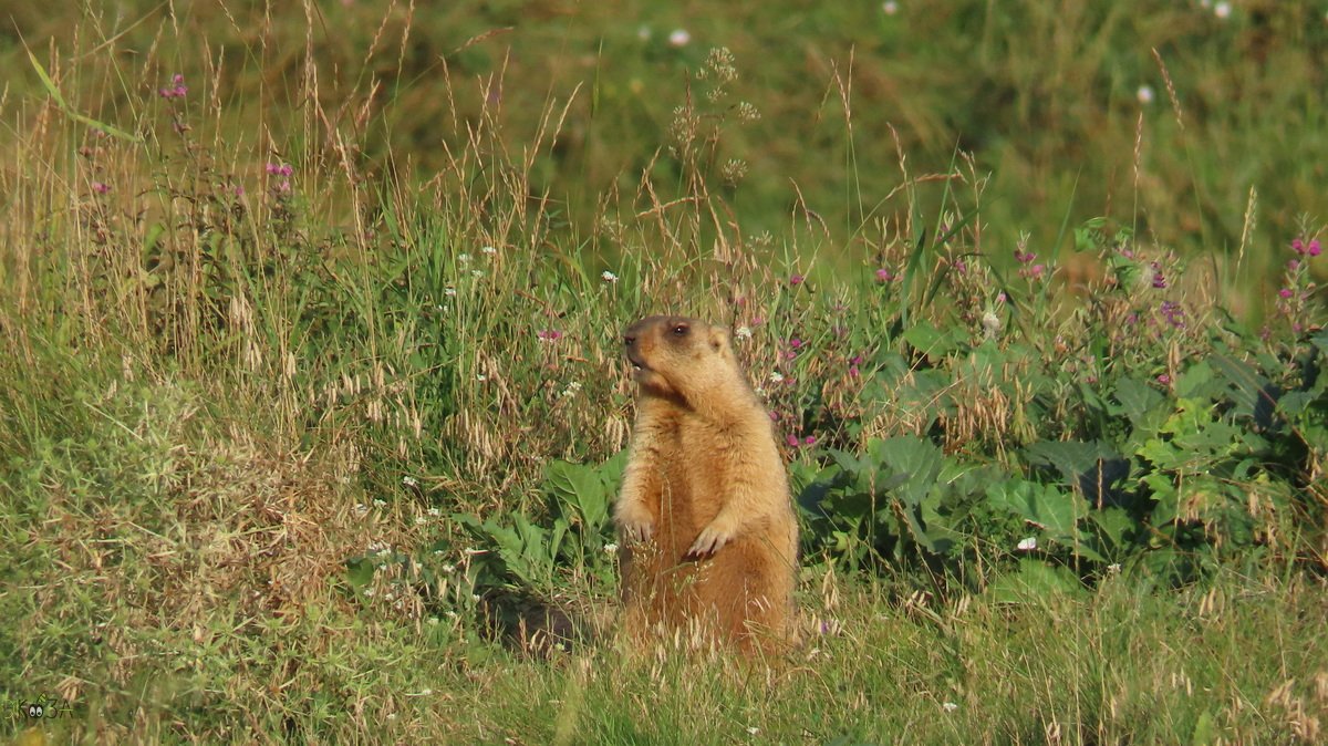 Сурки. Родитель, подросток и еще один свистун