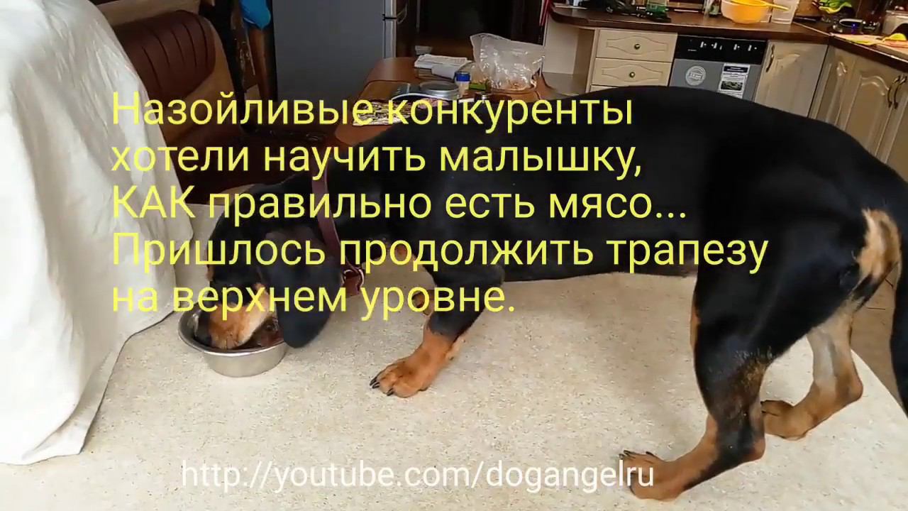 Потеряшка. Хозяева нашлись!