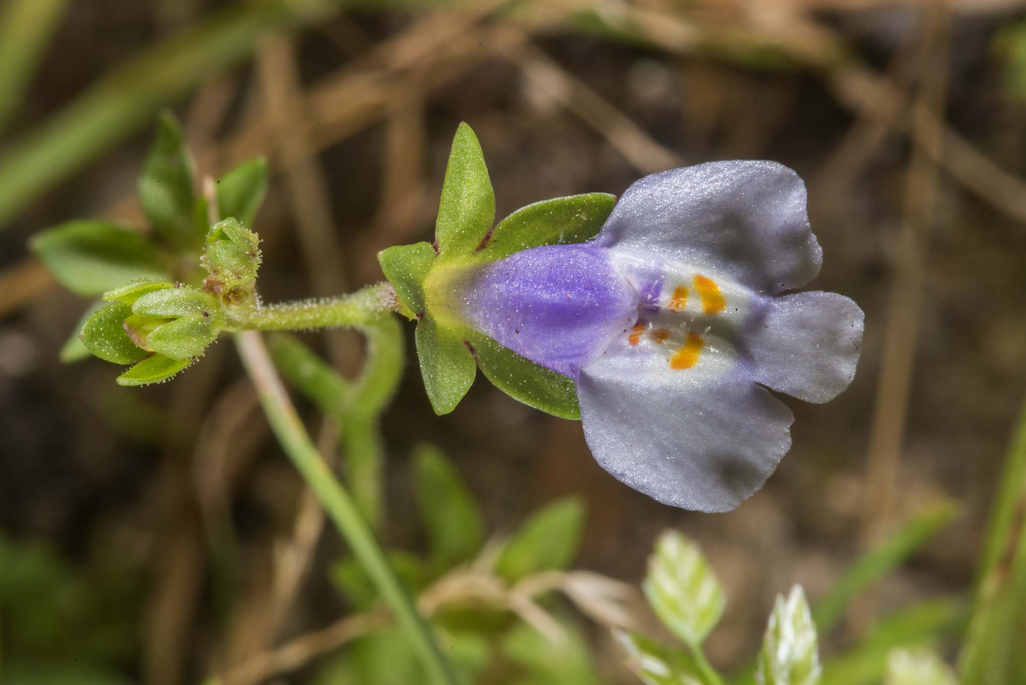 Мазус ползучий РЕЛАКС АРТ-ТЕРАПИЯ ИМПРОВИЗАЦИЯ композитор Виктор Анохин #музыка #piano #цветы
