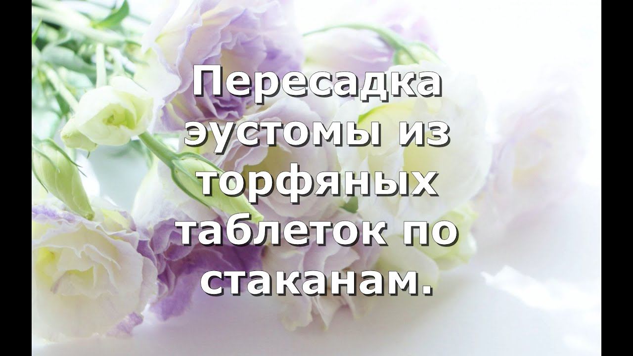 Пересадка эустомы из торфяных таблеток по стаканам.