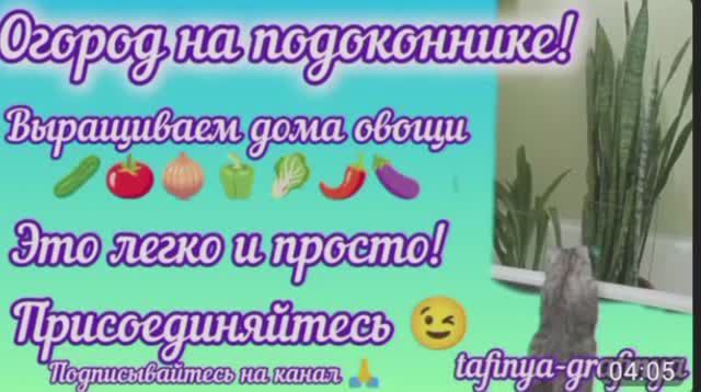 Видео 58. 🍅Огород на подоконнике 🌶️ 
Легко и просто 🍆