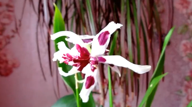 Орхидеи. Мартовские новинки.  Zygopetalum. Brassia. Beallara.Orchids. March novelties..mp4