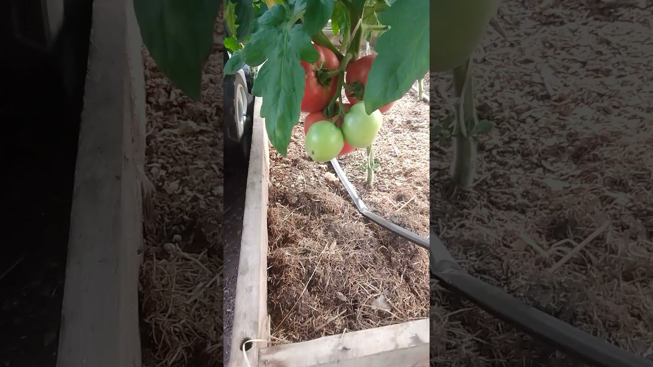 гроздь томатов #теплица #урожай #томаты #природноеземледелие #деревенскаяжизнь #огород  #дача