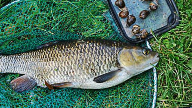 🐟 КАК ЛОВИТЬ ГОЛОВЛЯ_ ВСЕ СЕКРЕТЫ ЛОВЛИ.