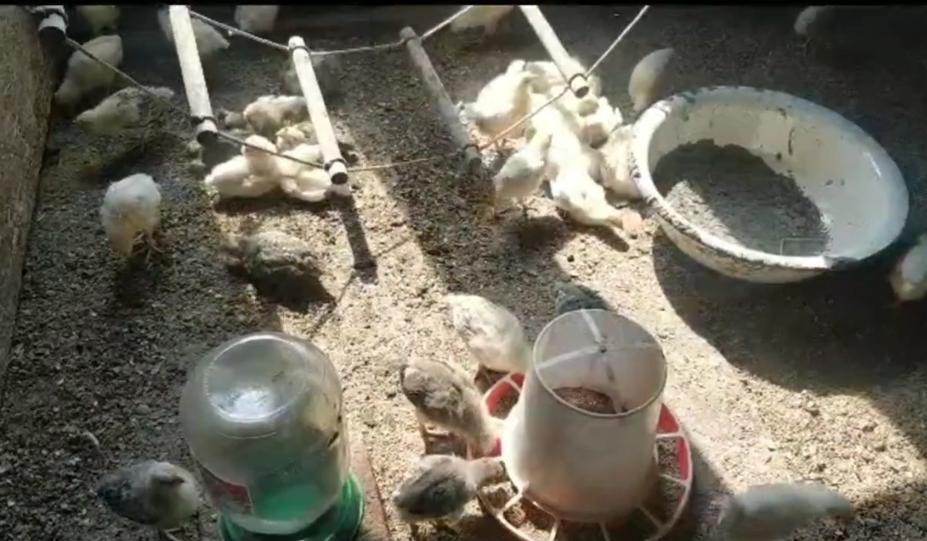 жизнь куриц 1 #сестра фермер #life of chickens 1 #sister farmer #villagelife #chickens