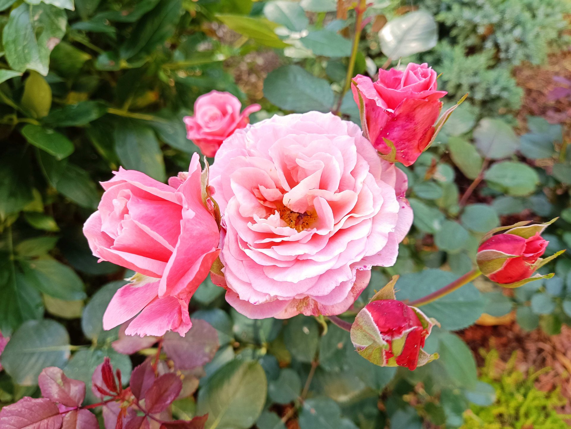 РОЗЫ-ПЕРВОГОДКИ ИЗ ПИТОМНИКА МЕХОВСКИХ