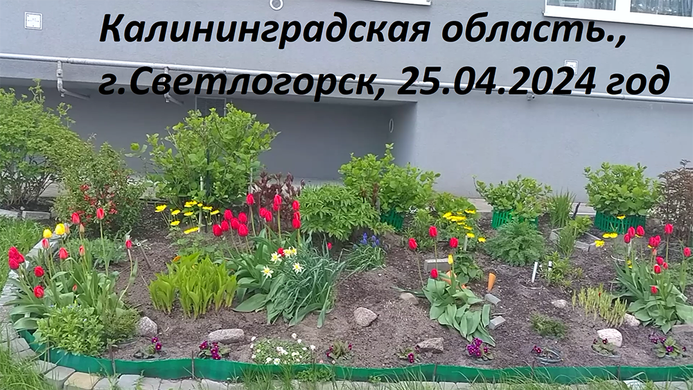 ✔ Калининградская область, г Светлогорск, 25.04.2024 год