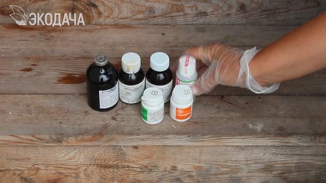 Паутинный клещ на огурцах.  Как бороться  без химии.