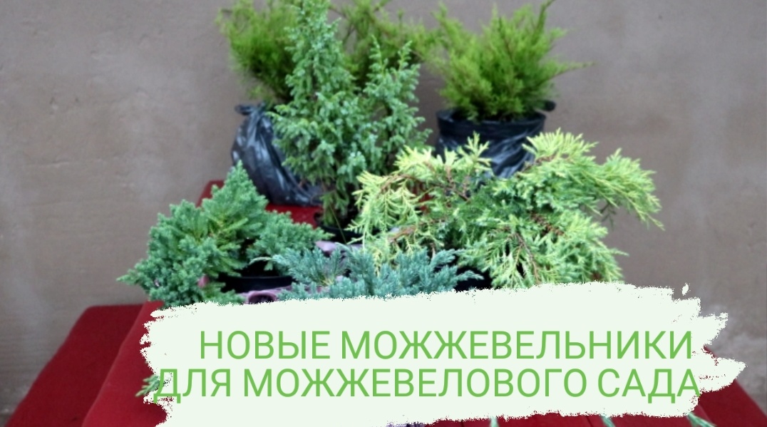 НОВЫЕ МОЖЖЕВЕЛЬНИКИ ДЛЯ МОЖЖЕВЕЛОВОГО САДА. ОСЕНЬ 2022 ГОДА.