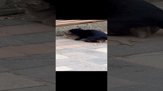 Весна. Что творят котики ?