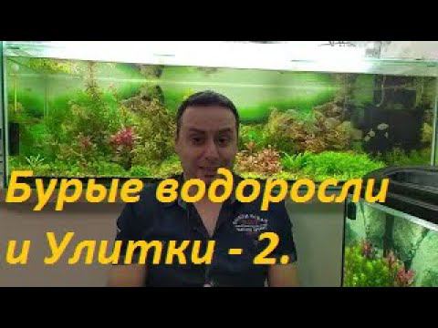 Бурые водоросли VS Аквариумные Улитки.  Раунд 2 - Теодоксусы. (Архив от 8.01.2022)