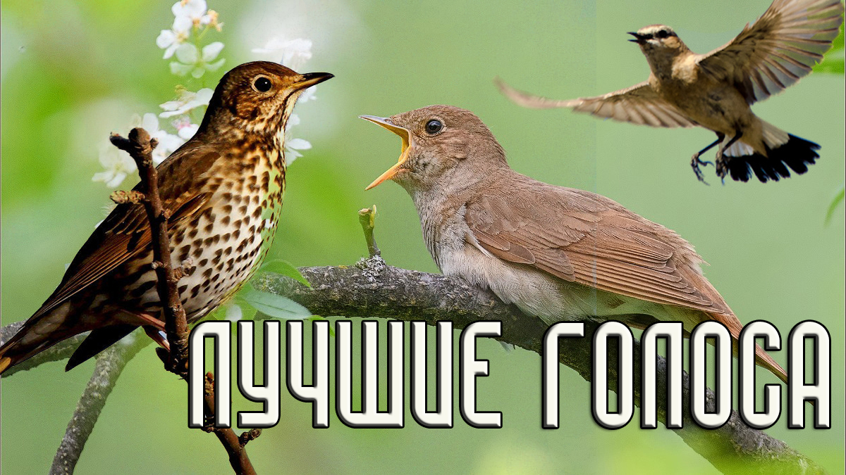Лучшие пернатые певцы / Мини-определитель голосов птиц #голосаптиц