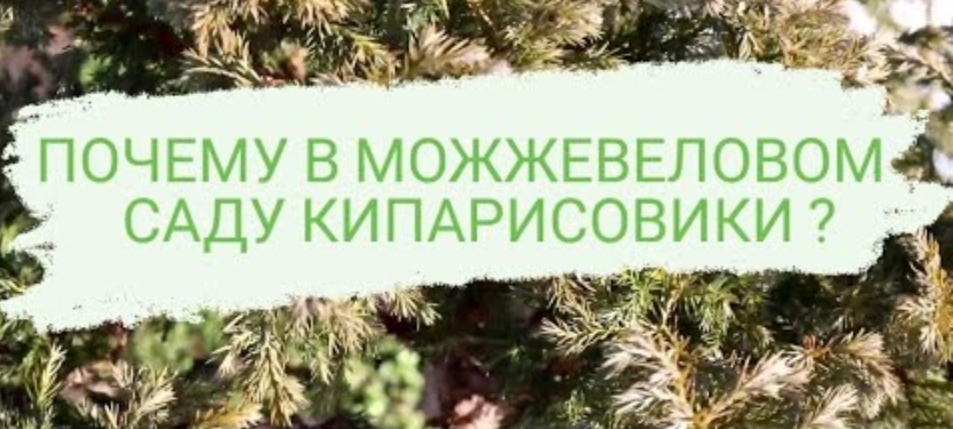 ПОЧЕМУ ИМЕННО МОЖЖЕВЕЛОВЫЙ САД? И ЧТО ТАМ ДЕЛАЮТ КИПАРИСОВИКИ?
