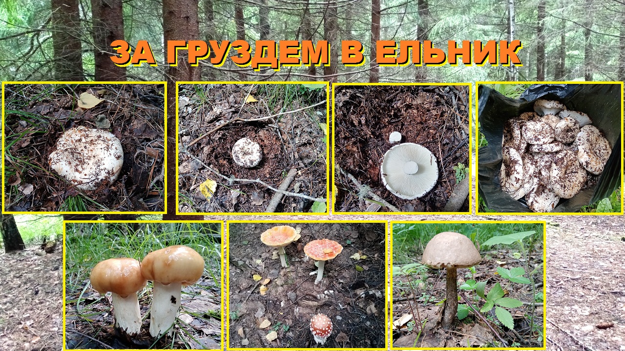 Сбор груздей в ельнике.